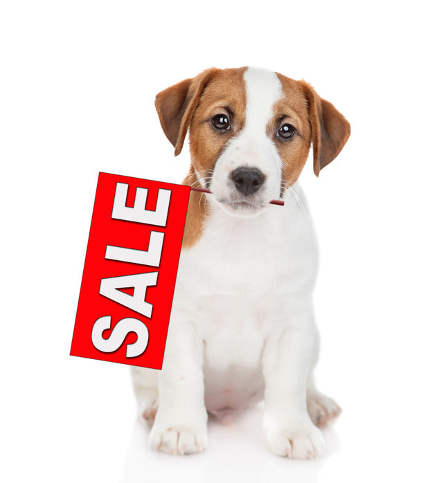 Offer Zone – dogtownindia